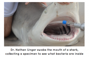 Shark Bite Management: Considerations From An Emergency Medicine Pharmacist