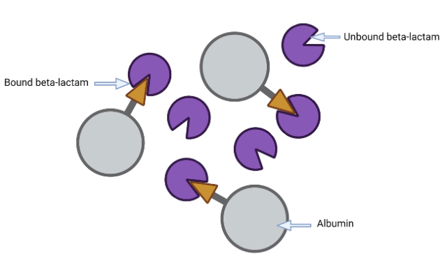 Five Things To Know About Beta-Lactam Therapeutic Drug Monitoring (TDM)